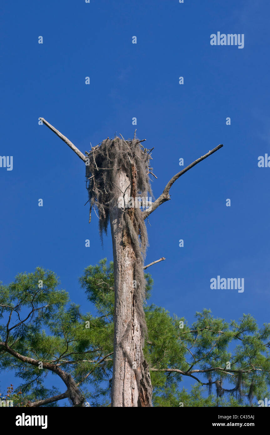 Large tree and nest hi-res stock photography and images - Alamy
