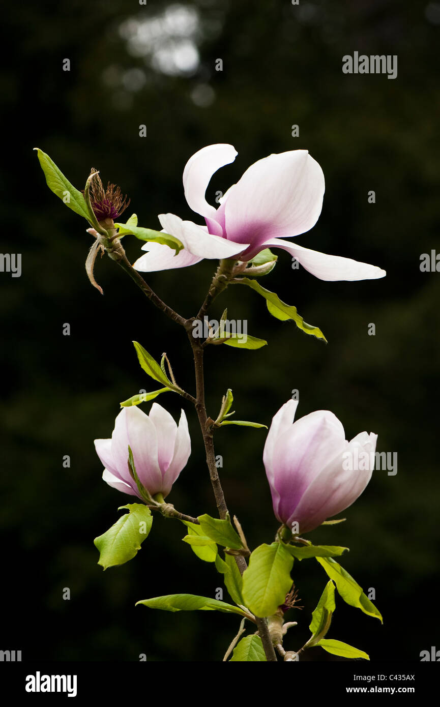 Magnolia ‘Iolanthe’ in bloom Stock Photo - Alamy