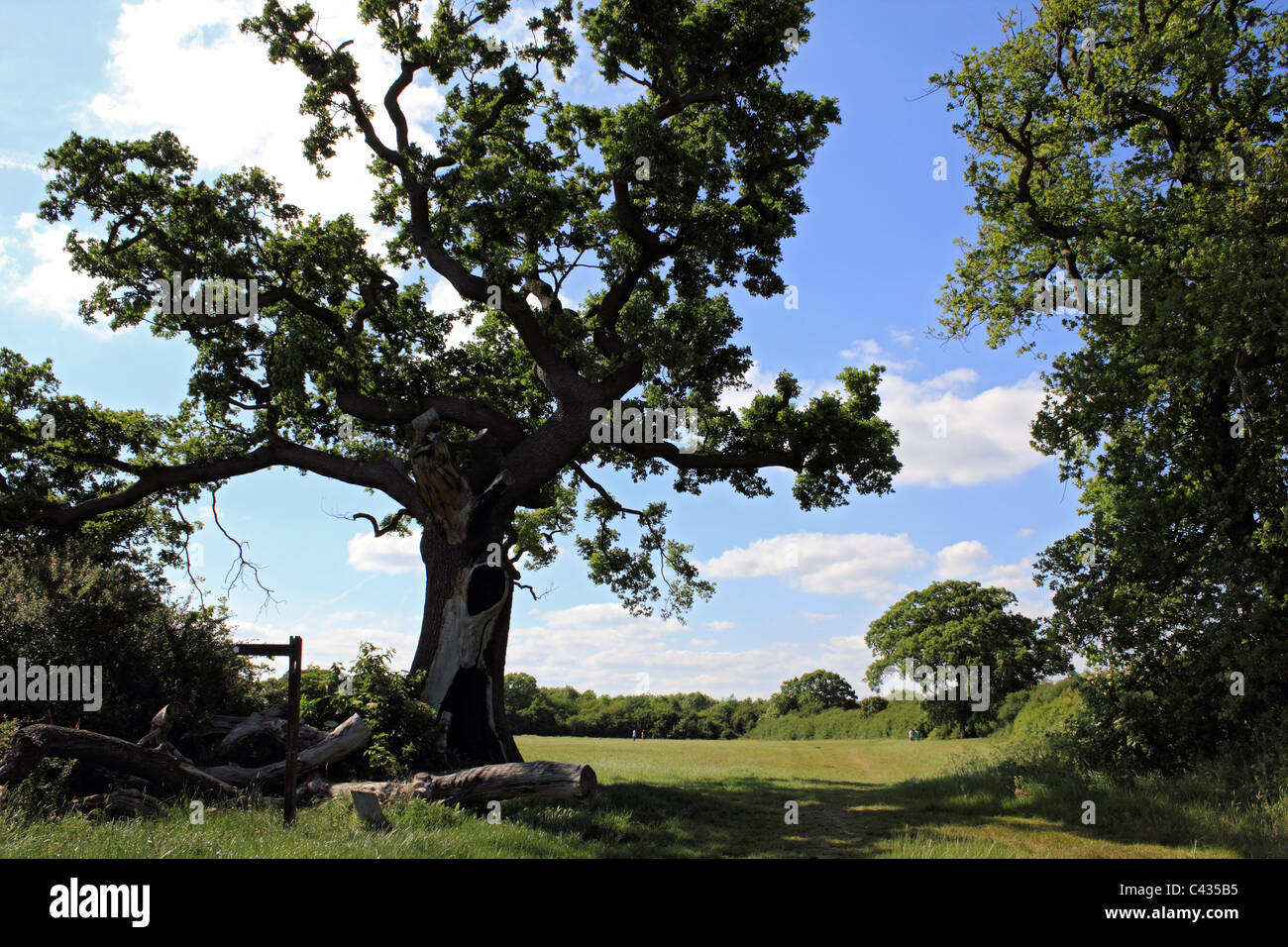 Trees in Tolworth Court Farm Nature Reserve, Surrey England UK Stock ...