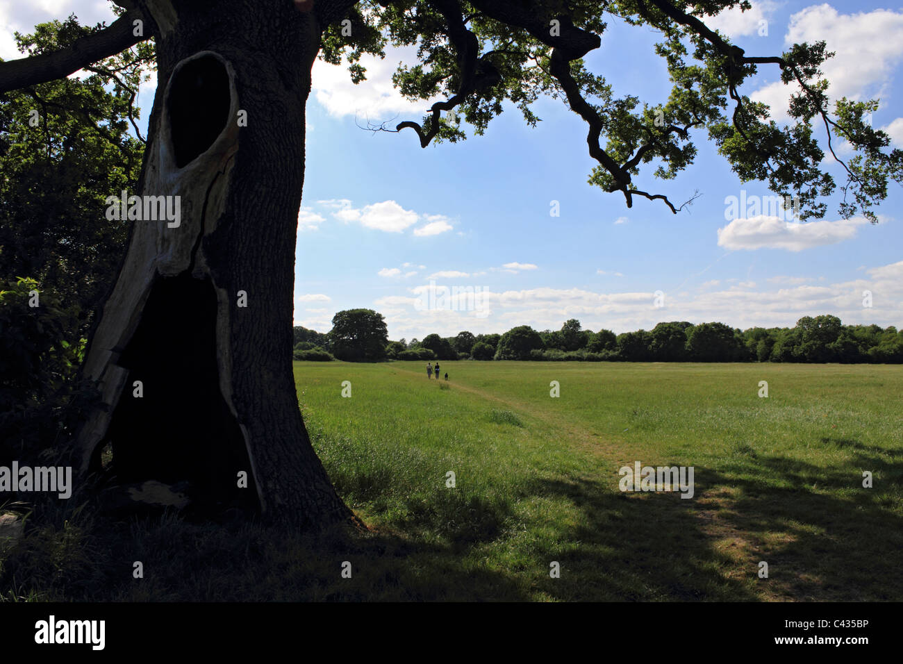 Trees in Tolworth Court Farm Nature Reserve, Surrey England UK Stock ...