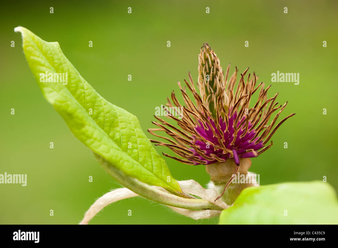 Iolanthe hi-res stock photography and images - Alamy