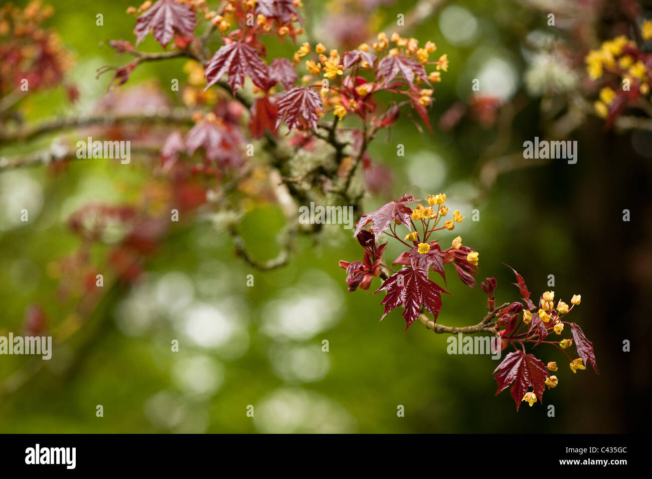 Schwedleri hi-res stock photography and images - Alamy