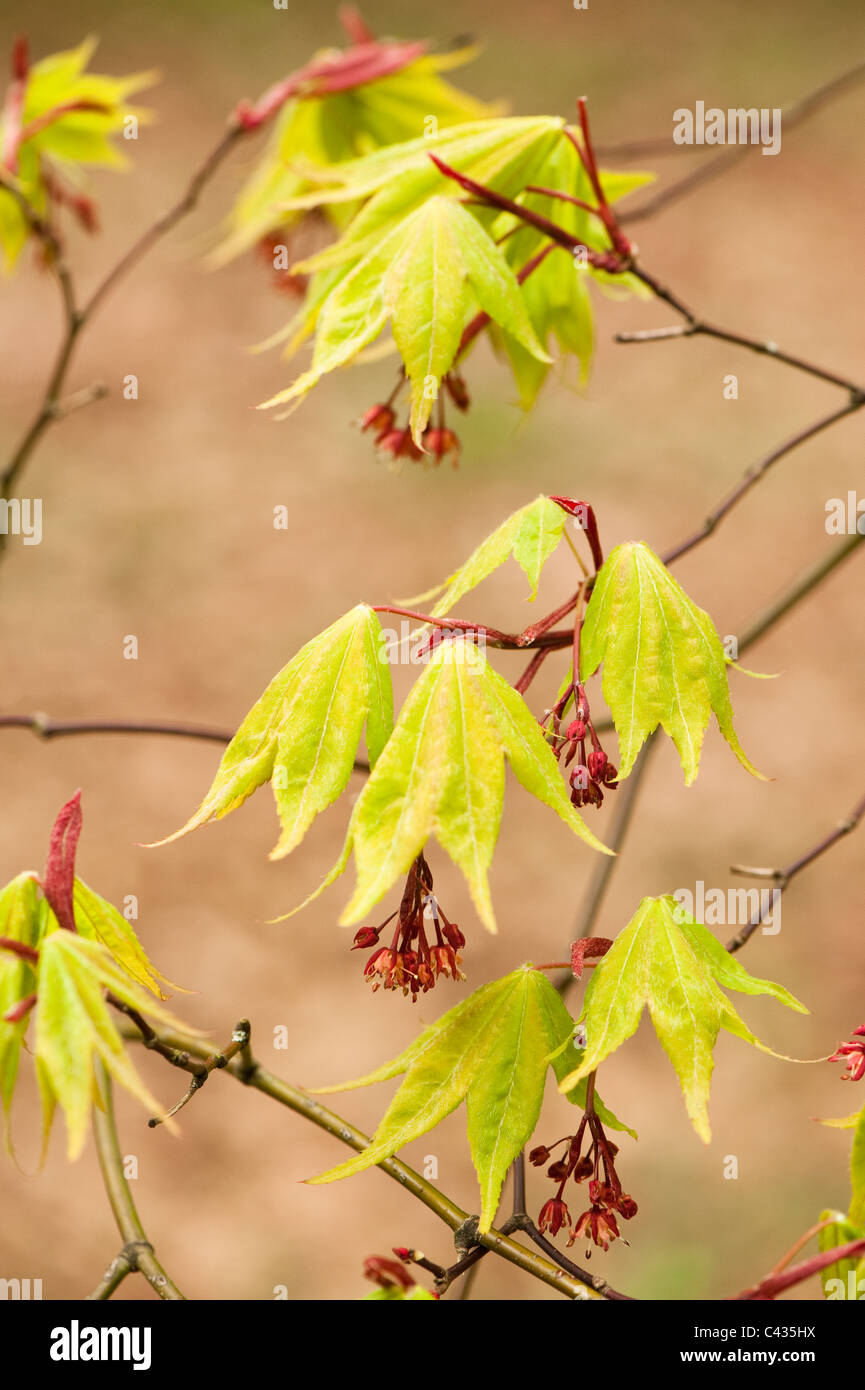 Acer palmatum matsumurae japanese maple hi-res stock photography and ...