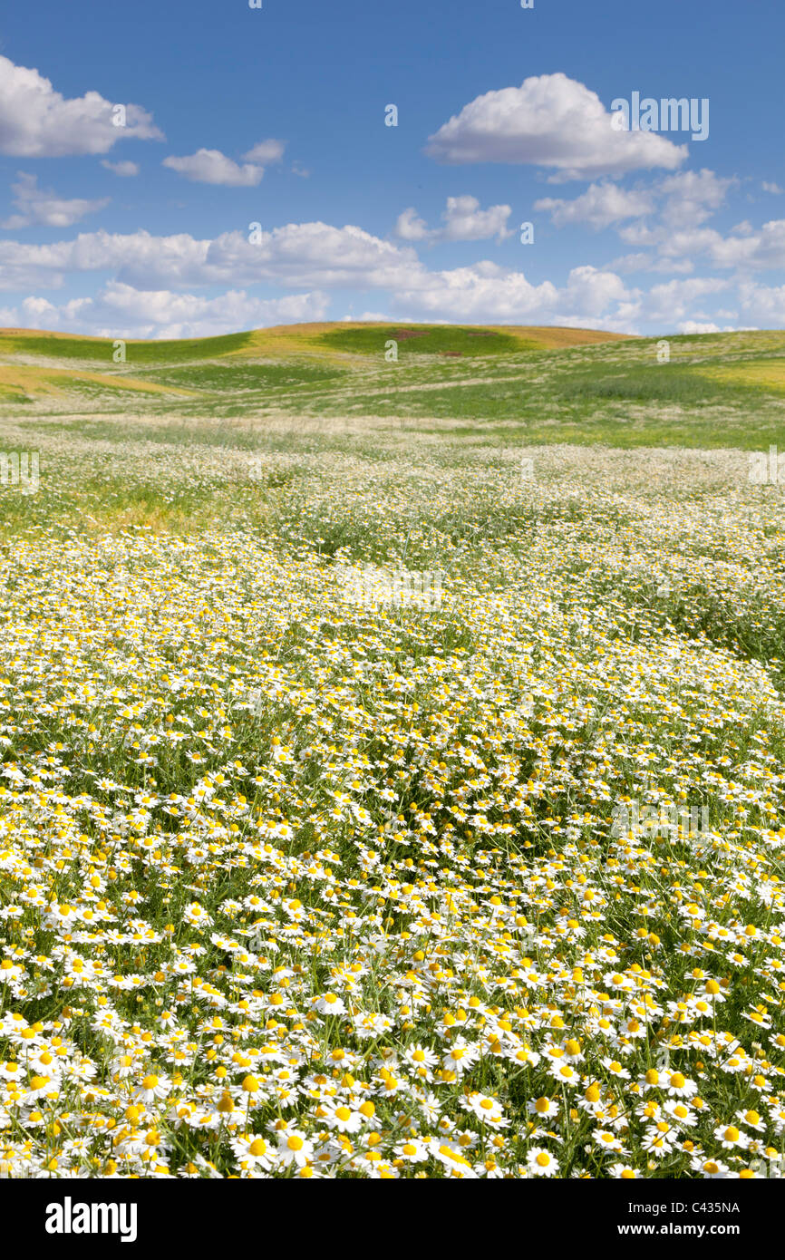 Dasies in fields Palouse Whashington USA Stock Photo - Alamy