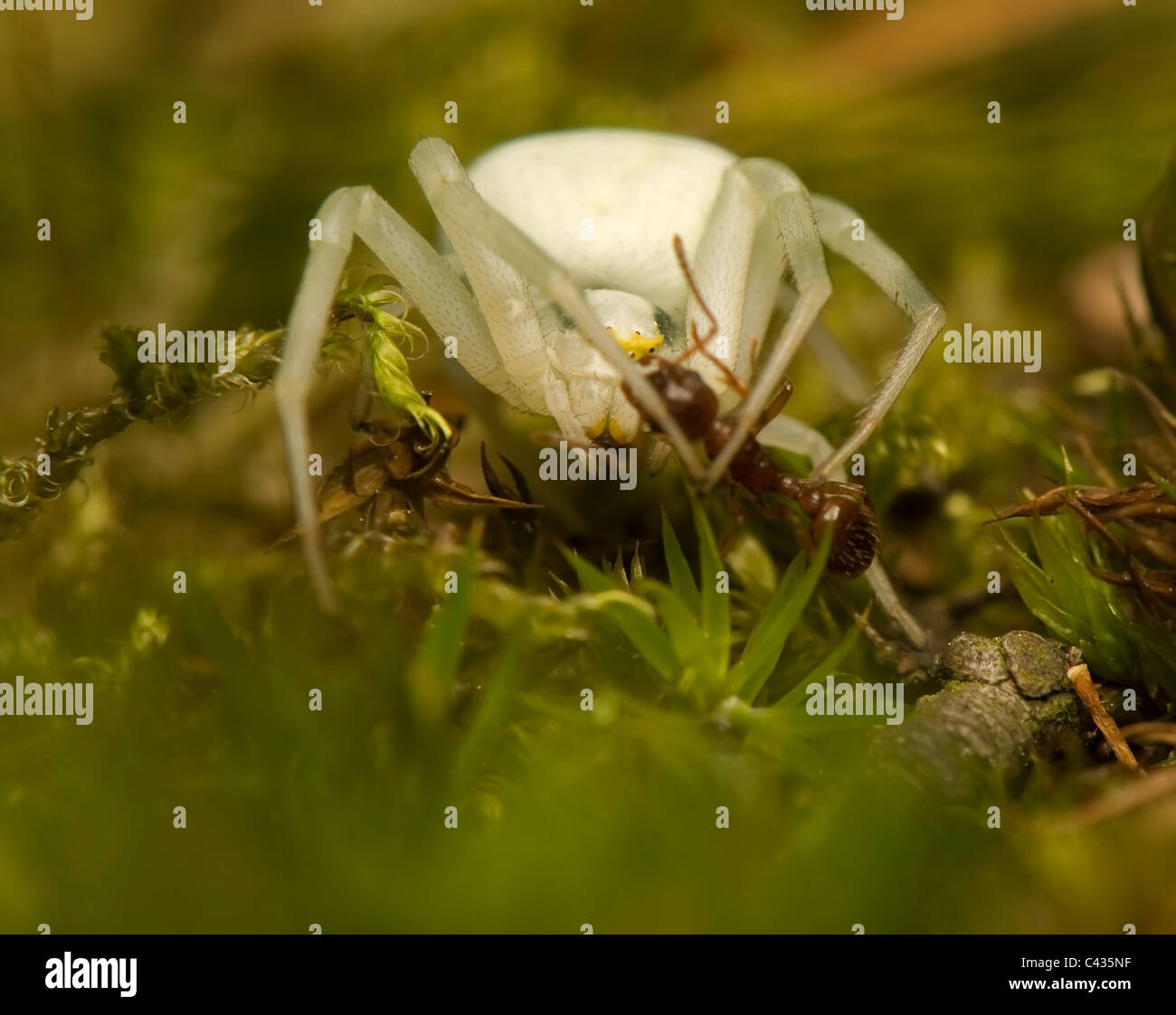 Albino spider hi-res stock photography and images - Alamy