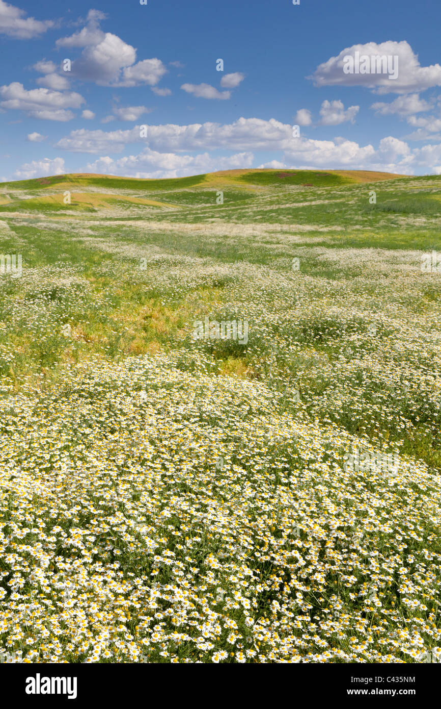 Dasies hi-res stock photography and images - Alamy