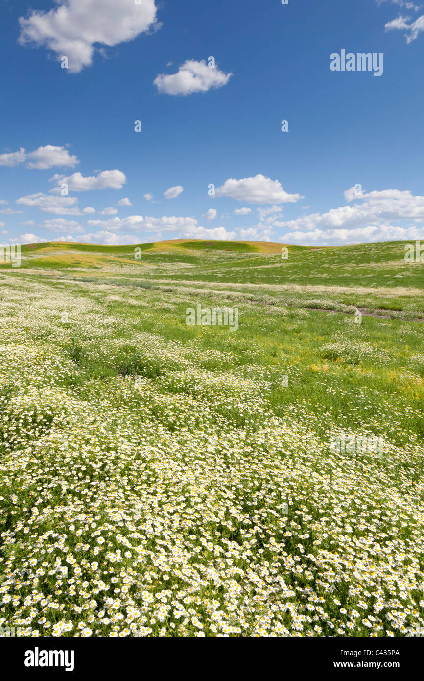Dasies in fields Palouse Whashington USA Stock Photo - Alamy
