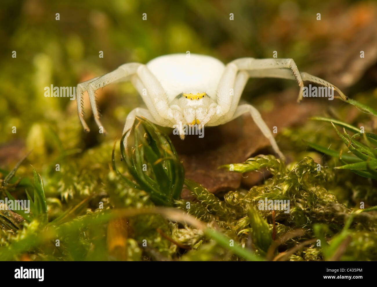 Albino Spider Skyrim