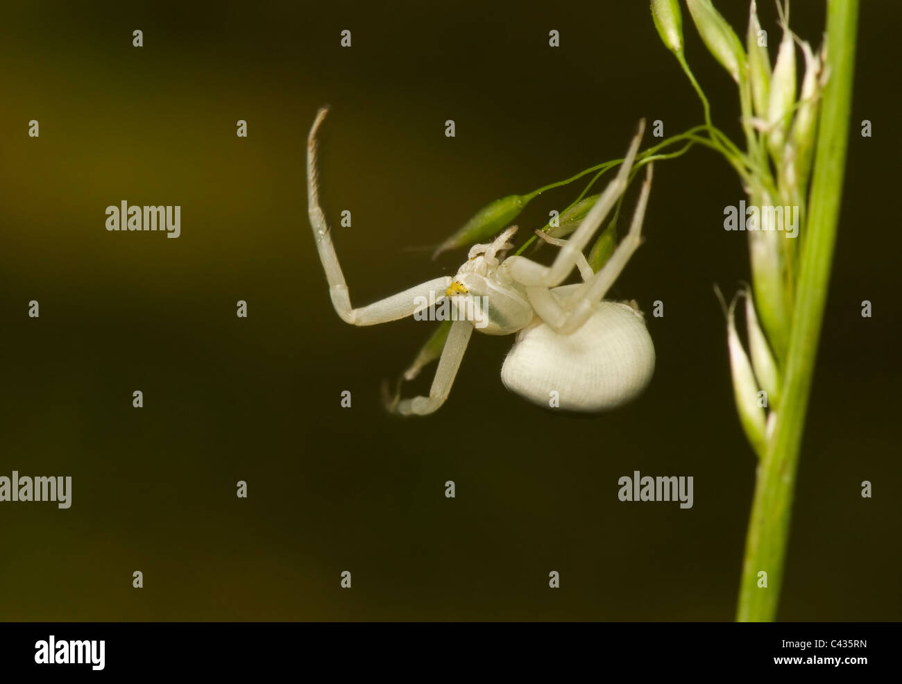 Albino Spider Skyrim