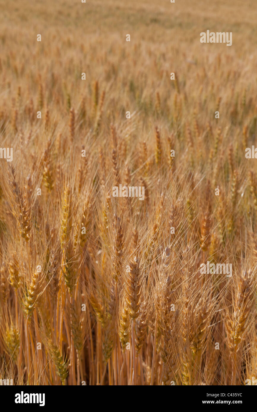 Palouse wheat fields in hi-res stock photography and images - Alamy