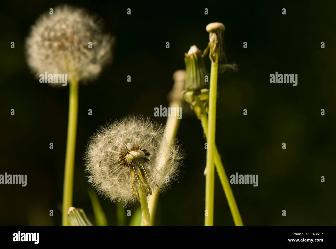 Dandelion flower on dark blue hi-res stock photography and images - Alamy