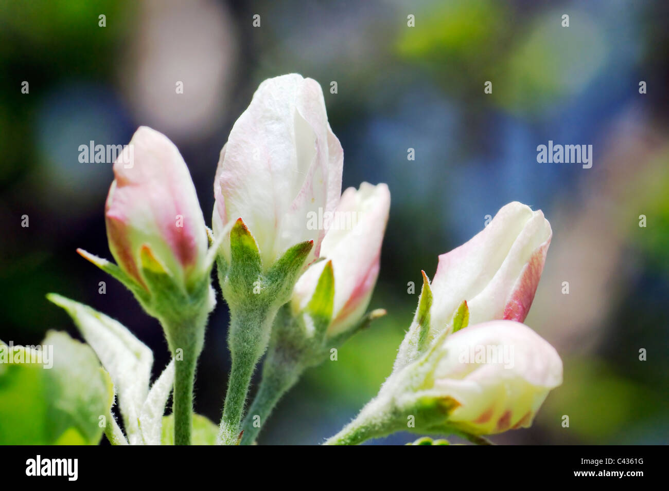 Terminal bloom hi-res stock photography and images - Alamy