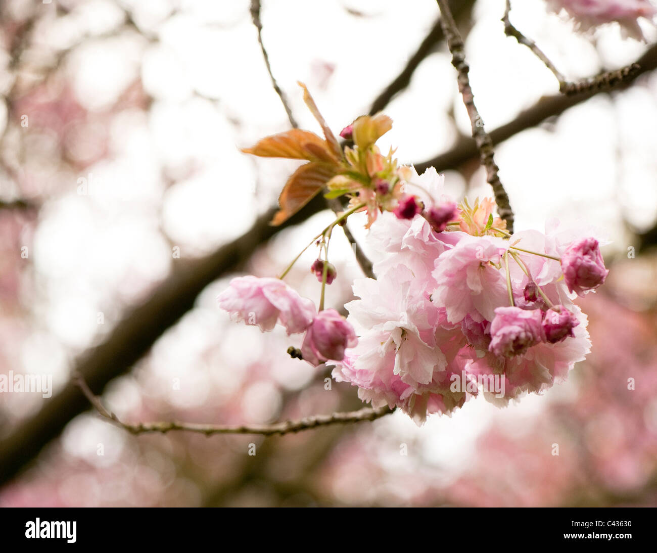 Prunus ‘Pink Perfection’ in flower Stock Photo - Alamy