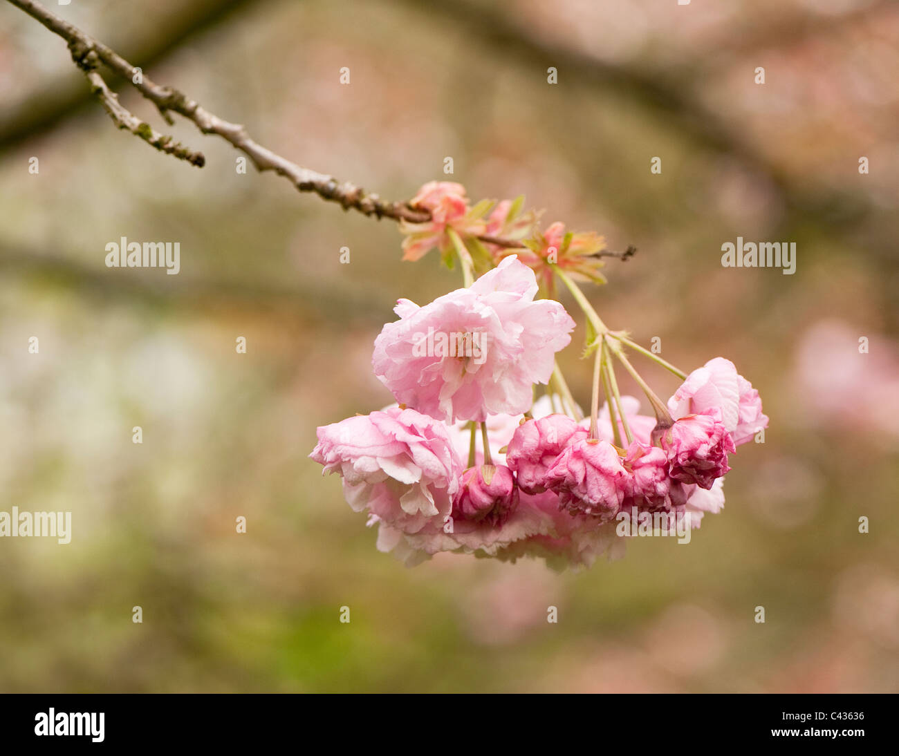 Prunus ‘Pink Perfection’ in flower Stock Photo - Alamy