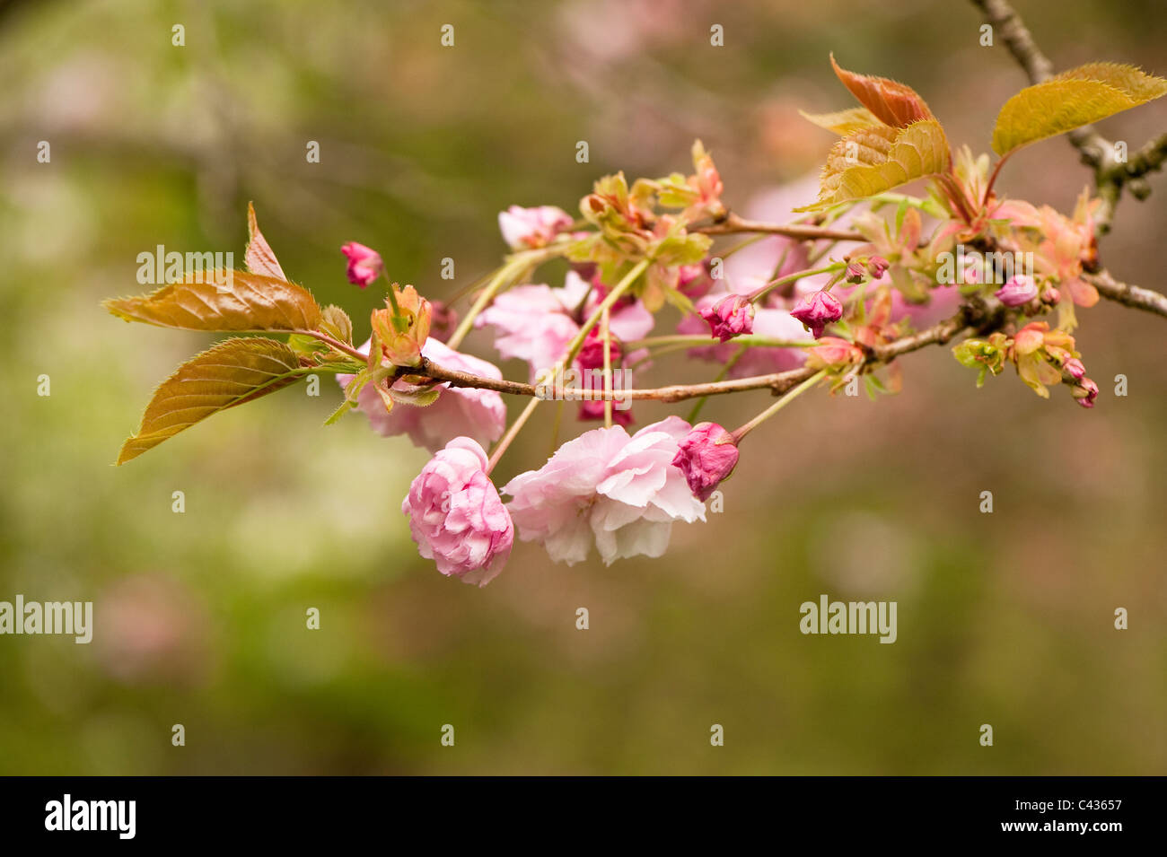 Prunus ‘Pink Perfection’ in flower Stock Photo - Alamy