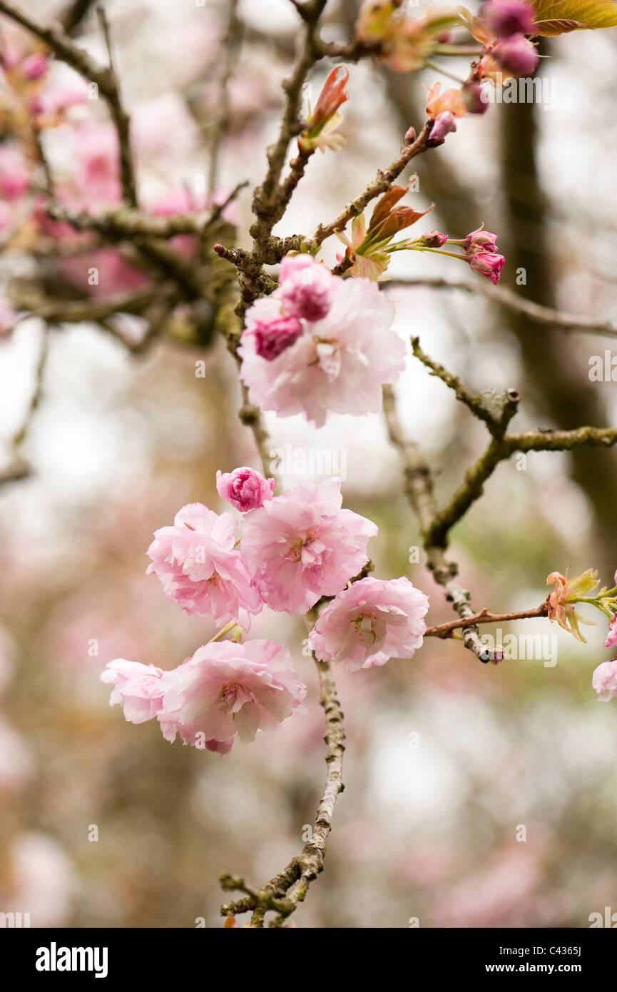 Prunus ‘Pink Perfection’ in flower Stock Photo - Alamy