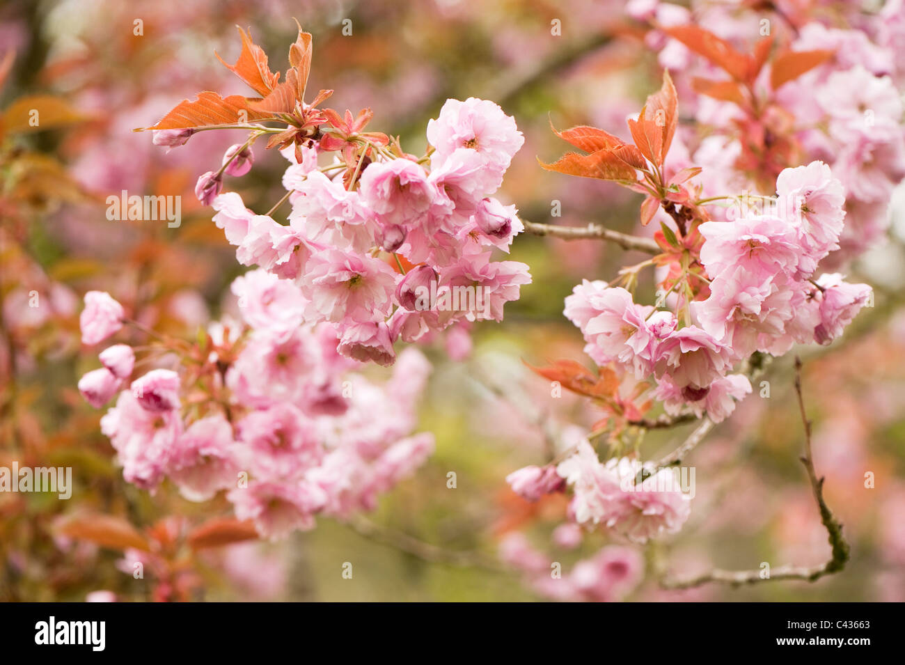 Prunus serrulata kwanzan hi-res stock photography and images - Alamy