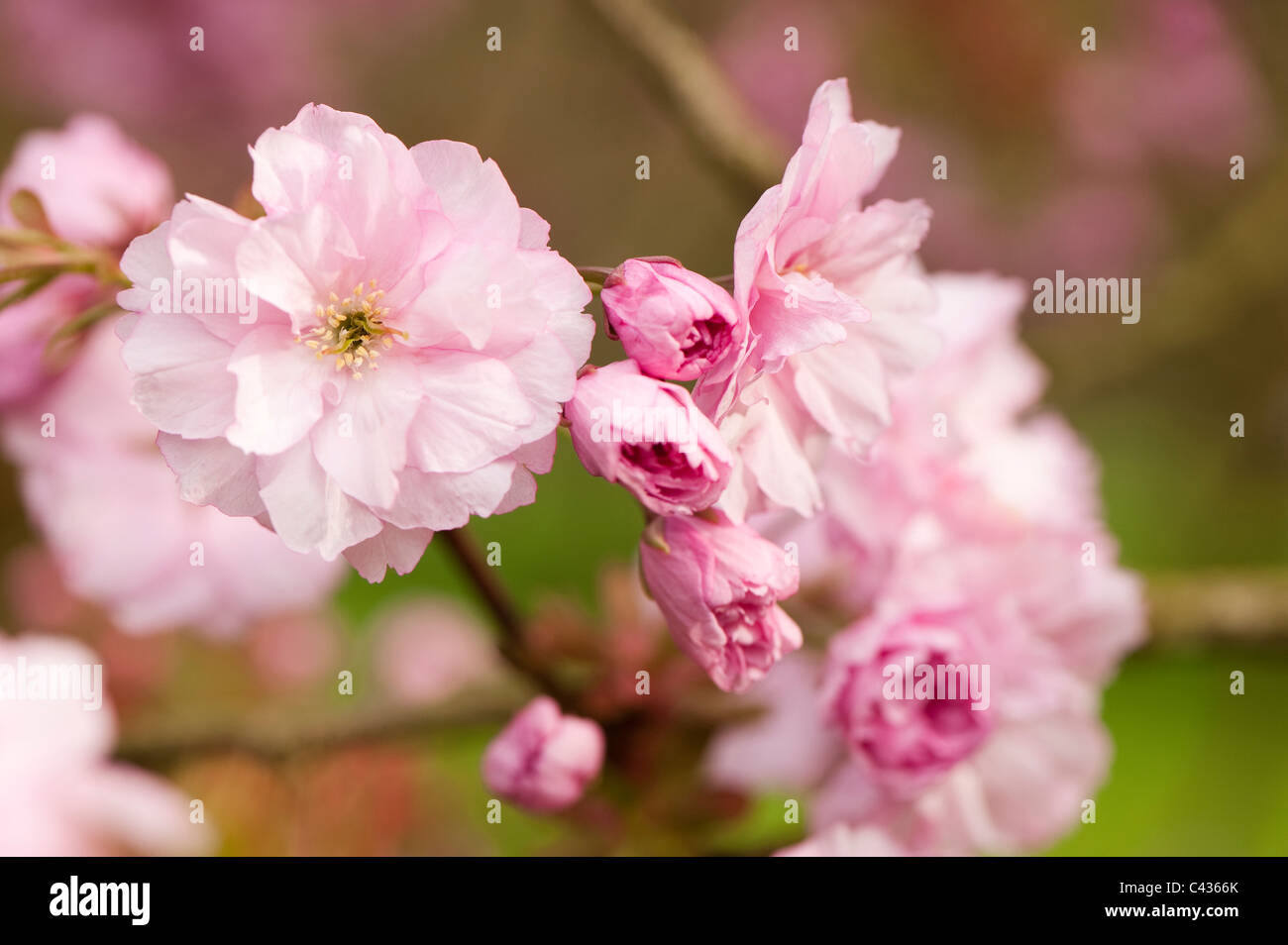 Prunus serrulata kwanzan hi-res stock photography and images - Alamy