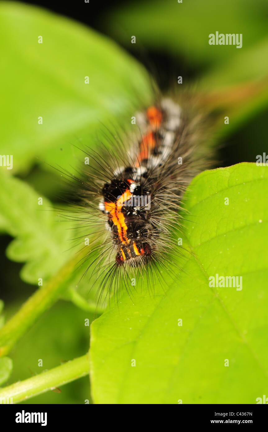 White glizda hairy on green leaf hi-res stock photography and images ...