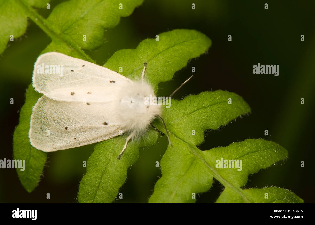 Diaphora hi-res stock photography and images - Alamy