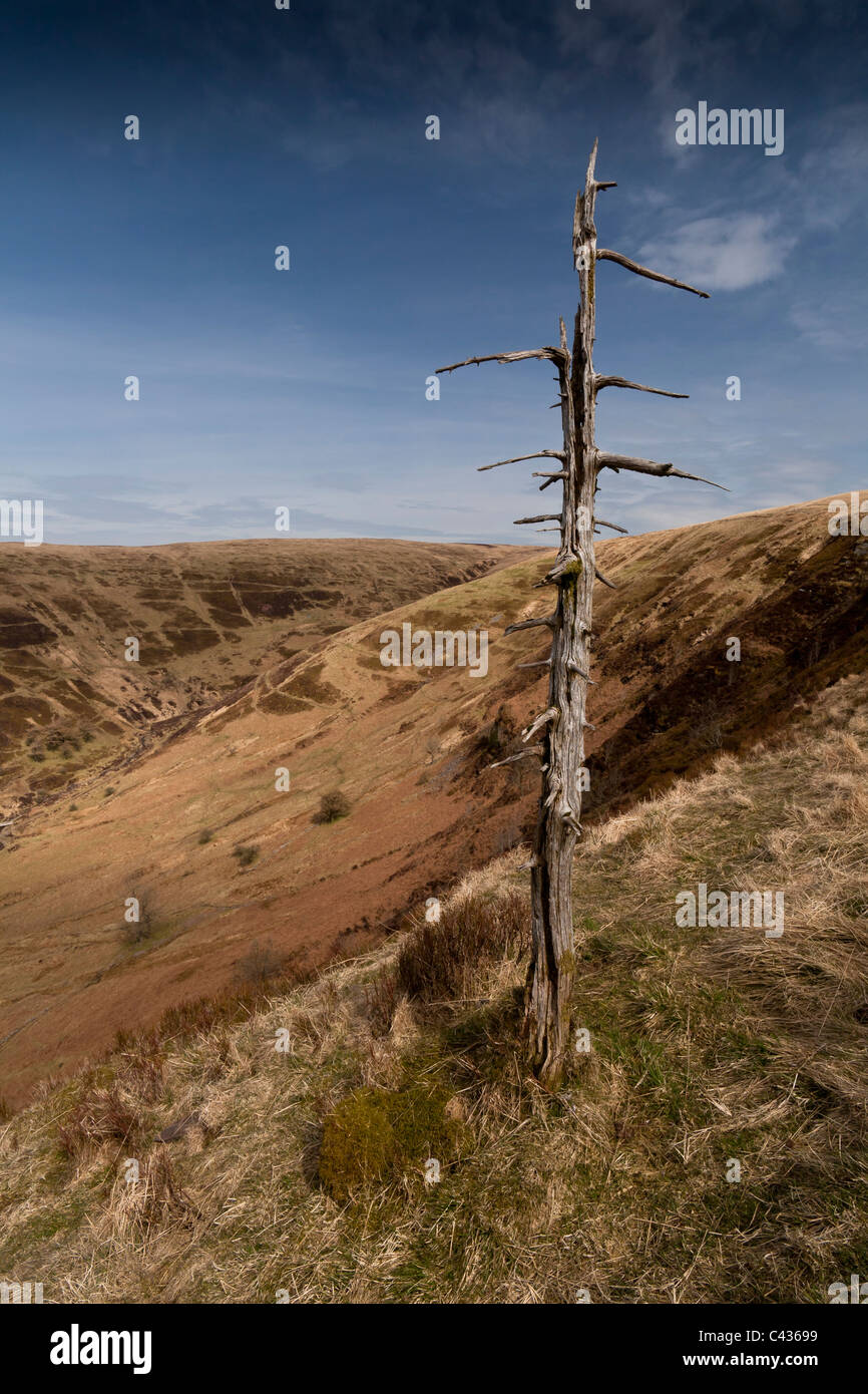 Dead tree moorland hi-res stock photography and images - Alamy