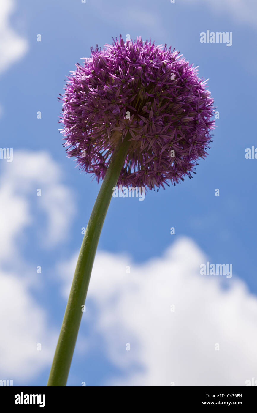 Single flower stem hi-res stock photography and images - Alamy