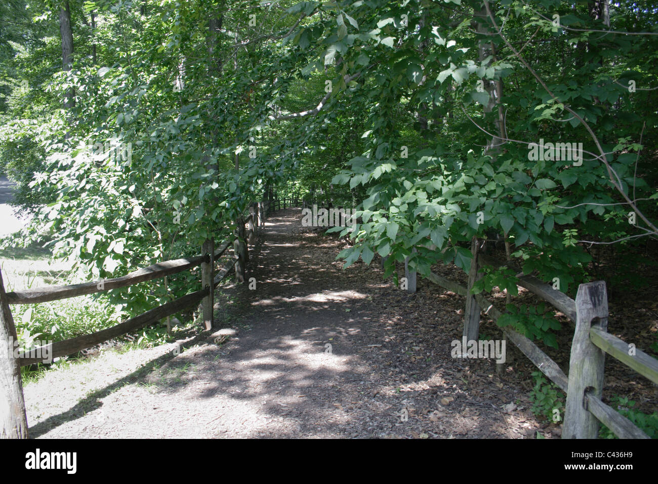Wooden forrest path hi-res stock photography and images - Alamy