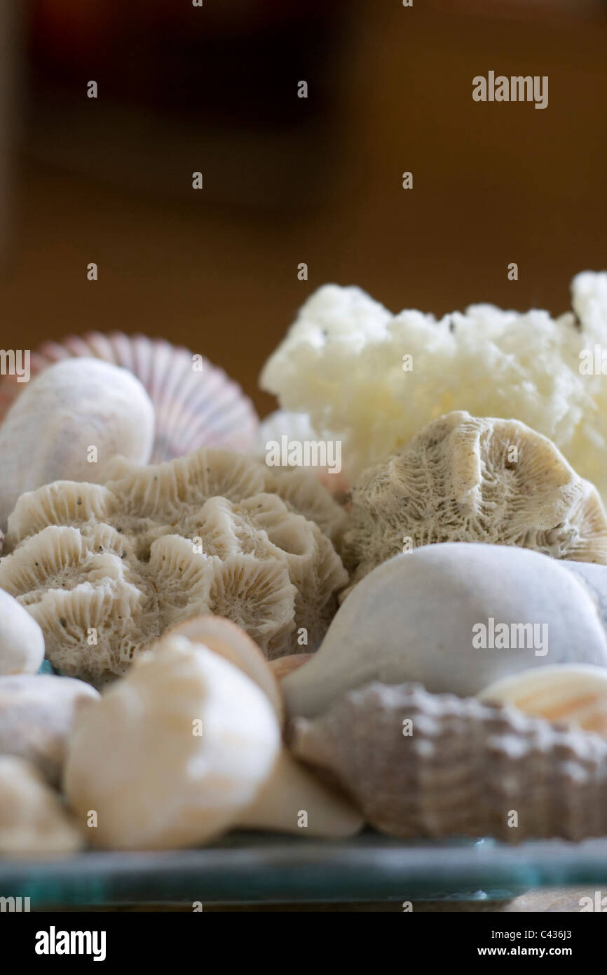 Coral and various shells Stock Photo - Alamy