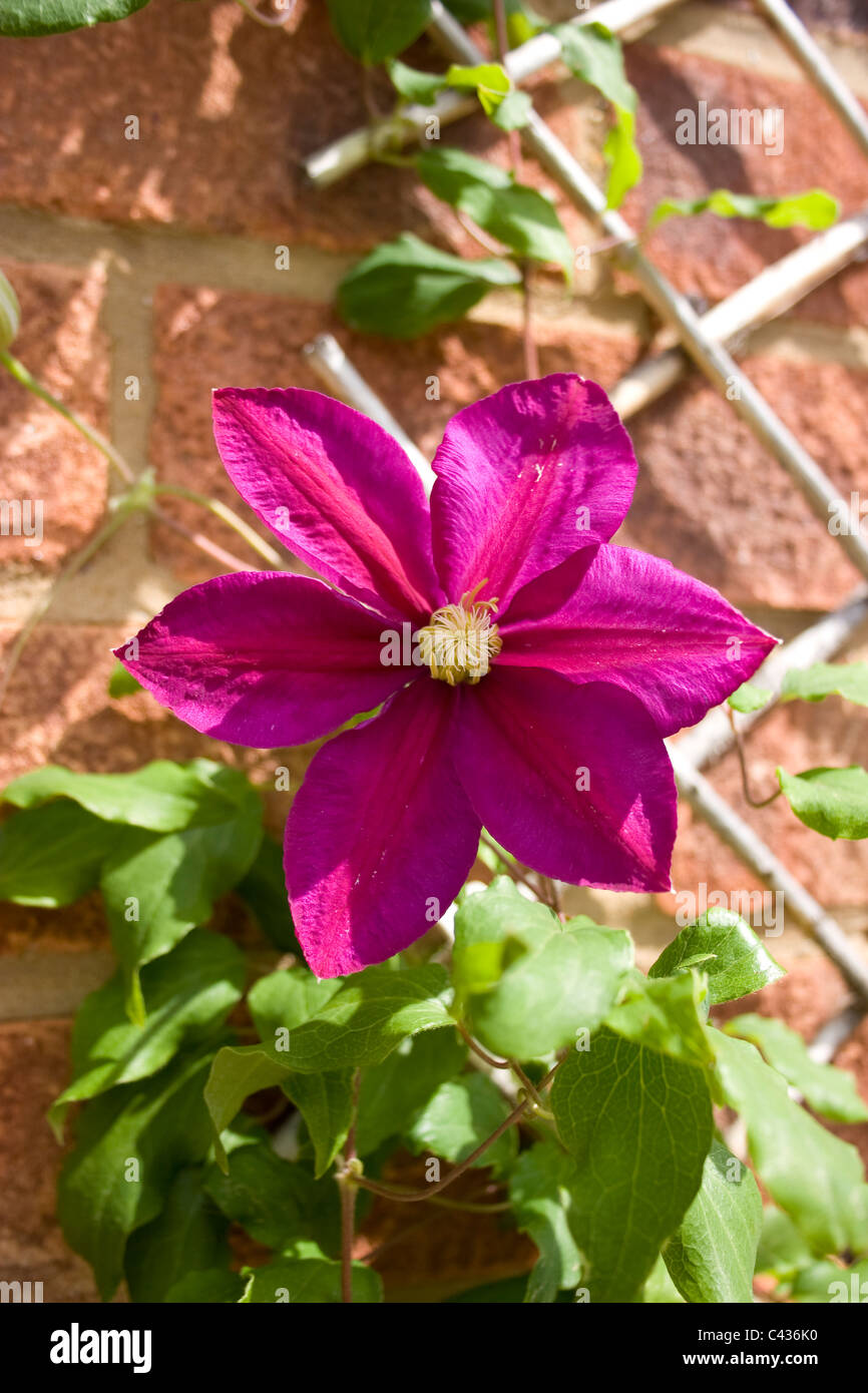 Climber flower hi-res stock photography and images - Alamy