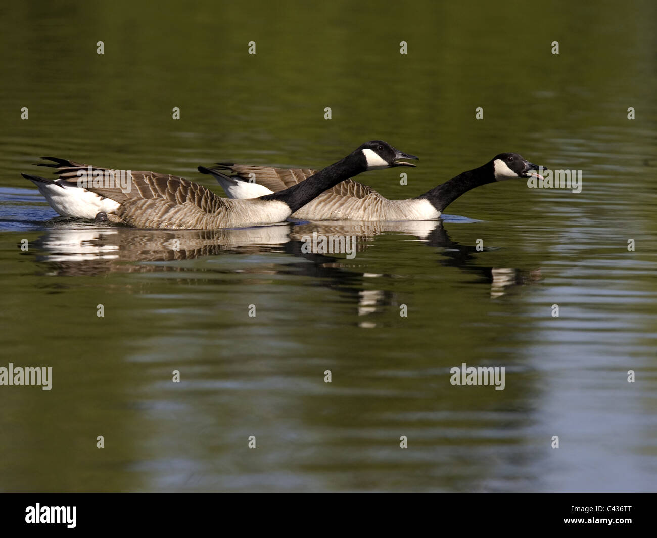 Canada geese hi-res stock photography and images - Alamy