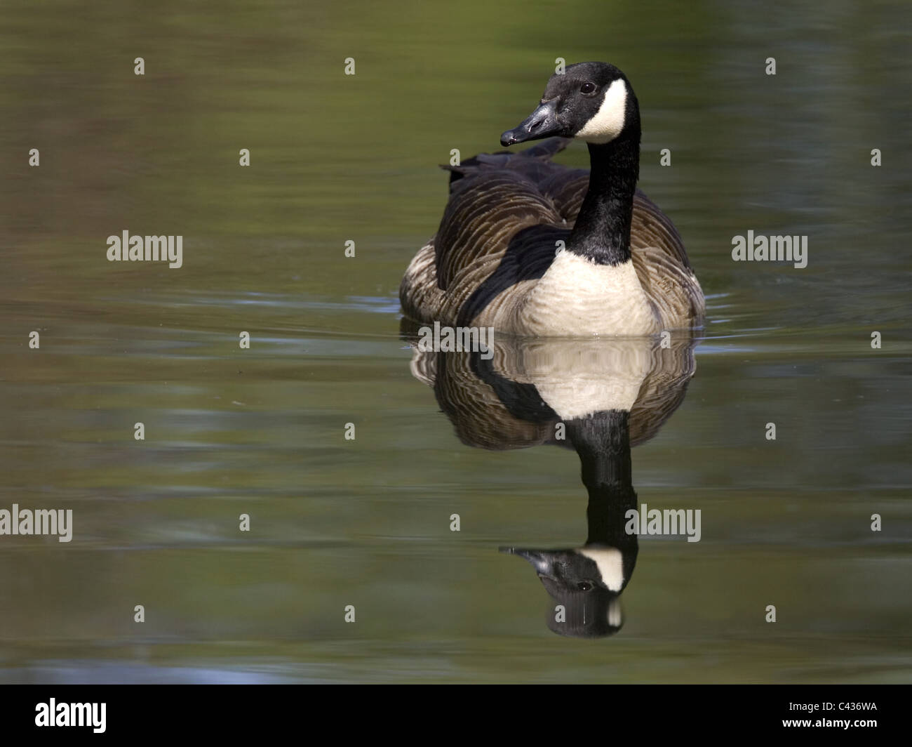 Canada goose swimming with reflection Stock Photo - Alamy