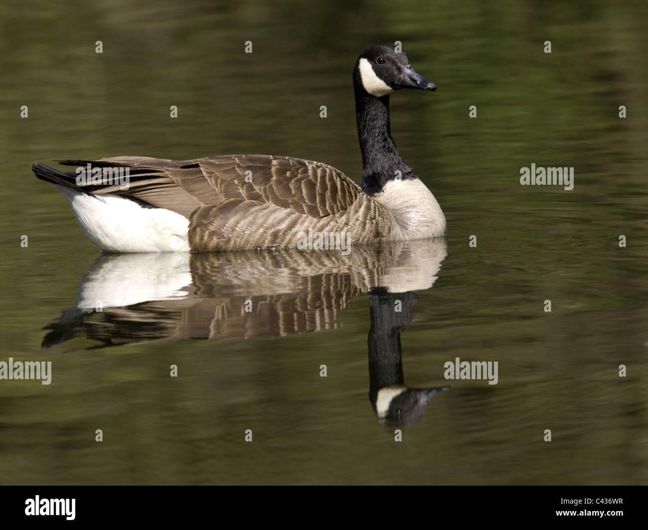 Canada goose swimming with reflection Stock Photo - Alamy