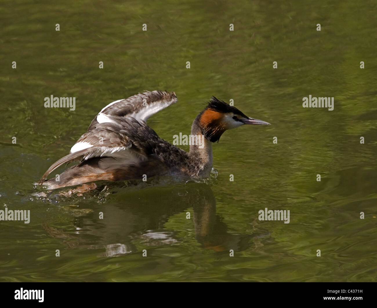 Great crested grebe in breeding plumage with wings raised Stock Photo ...