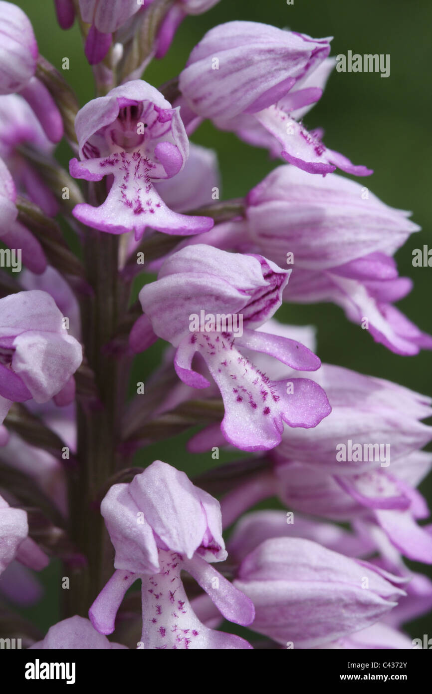 Miliary hi-res stock photography and images - Alamy