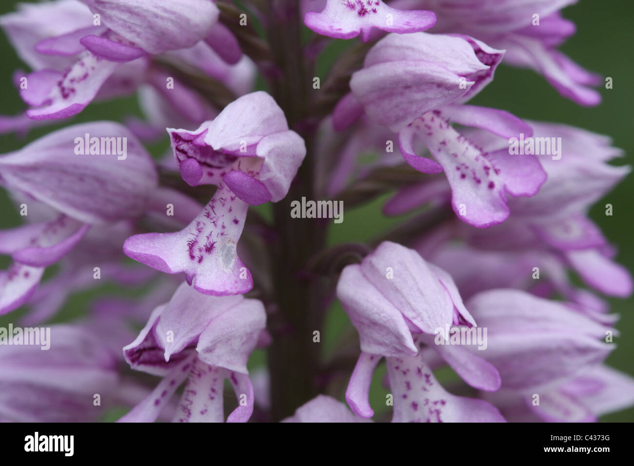 Miliary history hi-res stock photography and images - Alamy