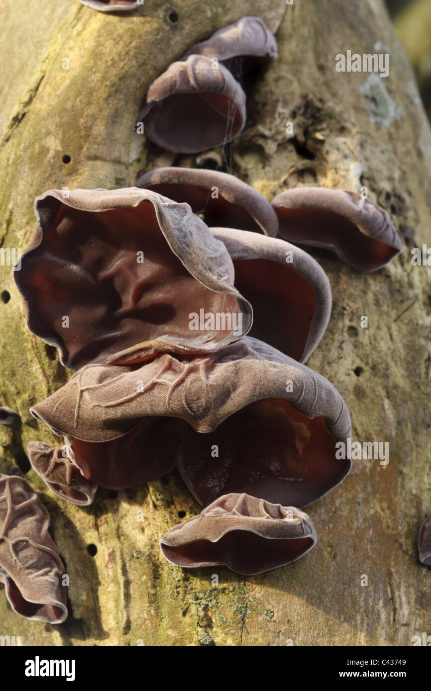 Jelly ear fungus, Auricularia auricula-judae Stock Photo - Alamy