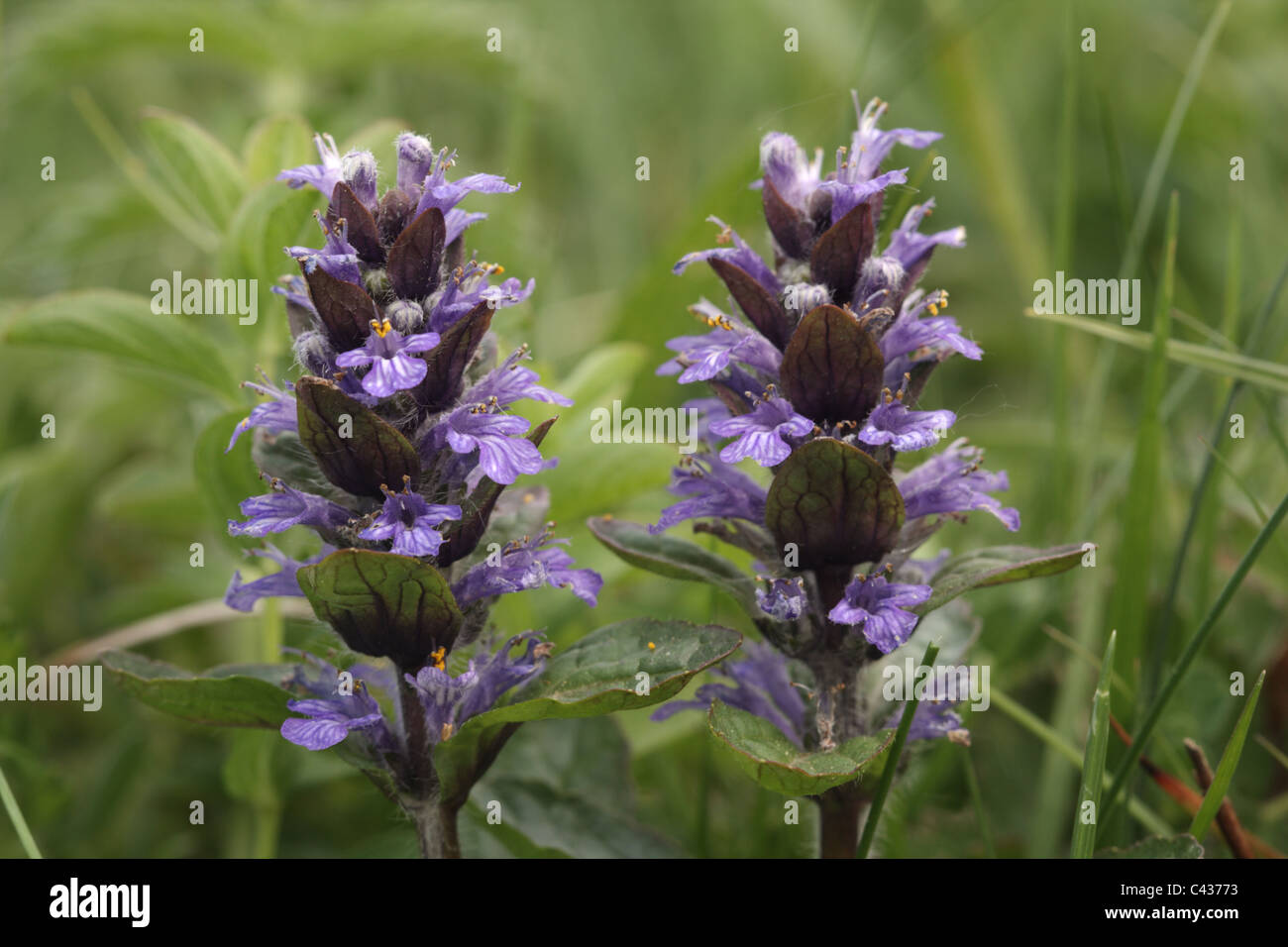 Bugle flowers hi-res stock photography and images - Alamy
