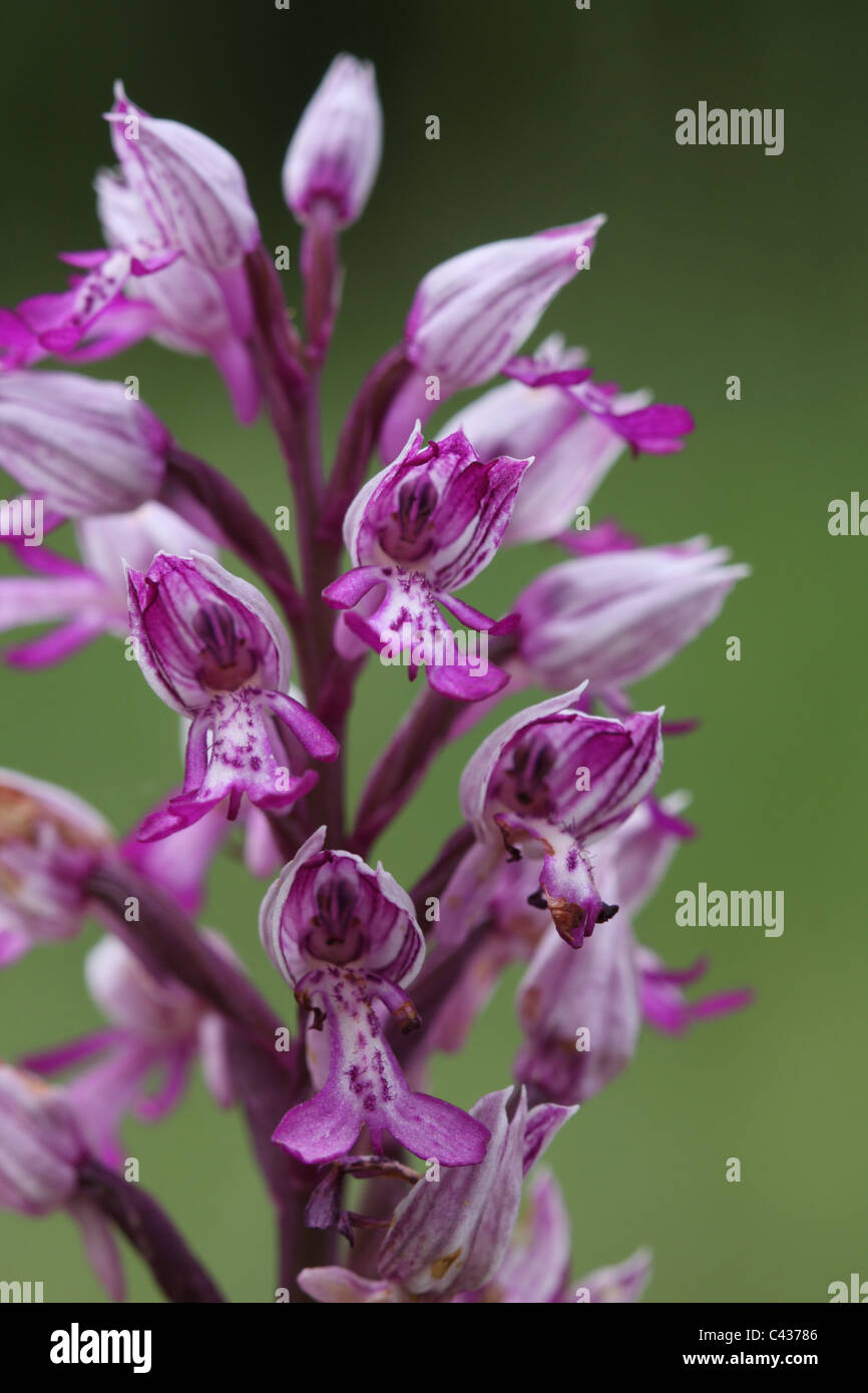 Military orchid flower, orchis militaris Stock Photo - Alamy