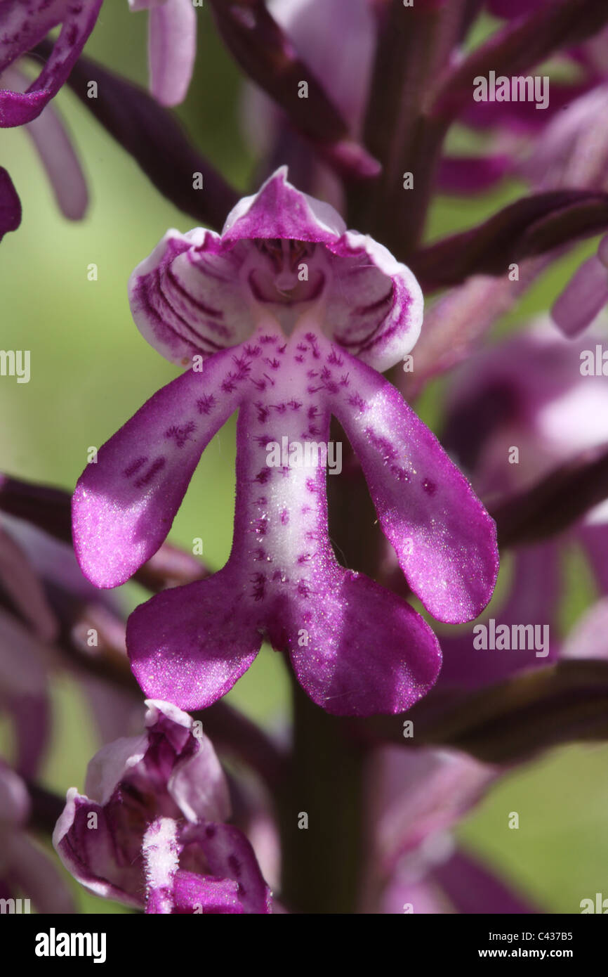 Military orchid flower, orchis militaris Stock Photo - Alamy