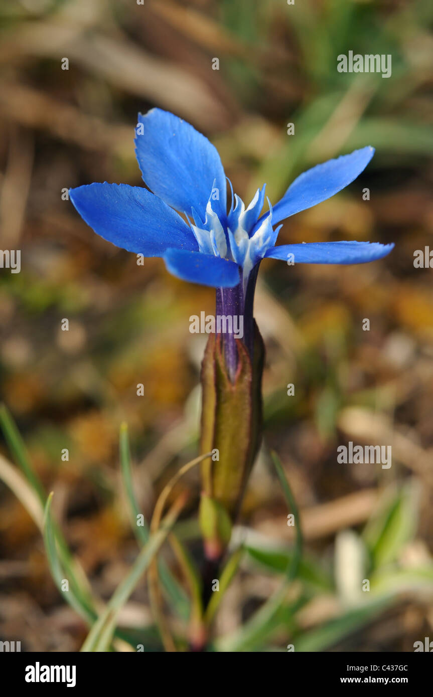 Spring Gentian - Gentiana verna Stock Photo - Alamy