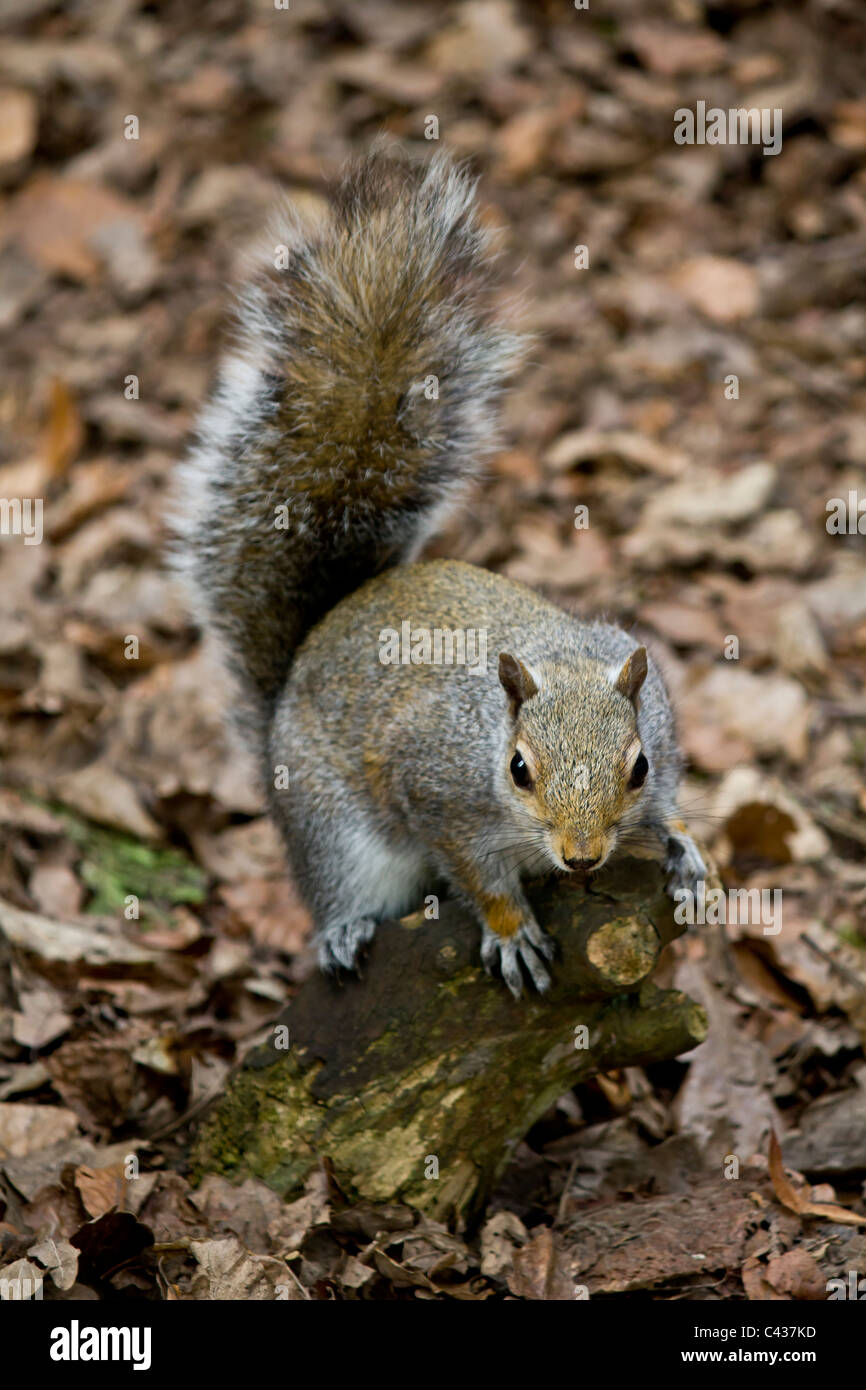 Very tame you can get quite close to these inquisitive little fellows ...