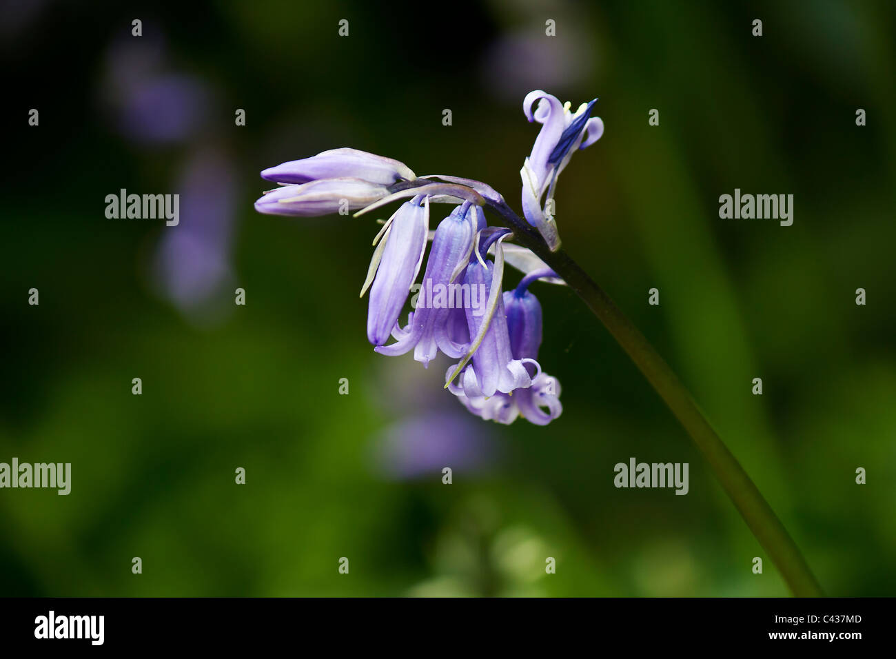 Native Bluebell Stock Photos & Native Bluebell Stock Images - Alamy