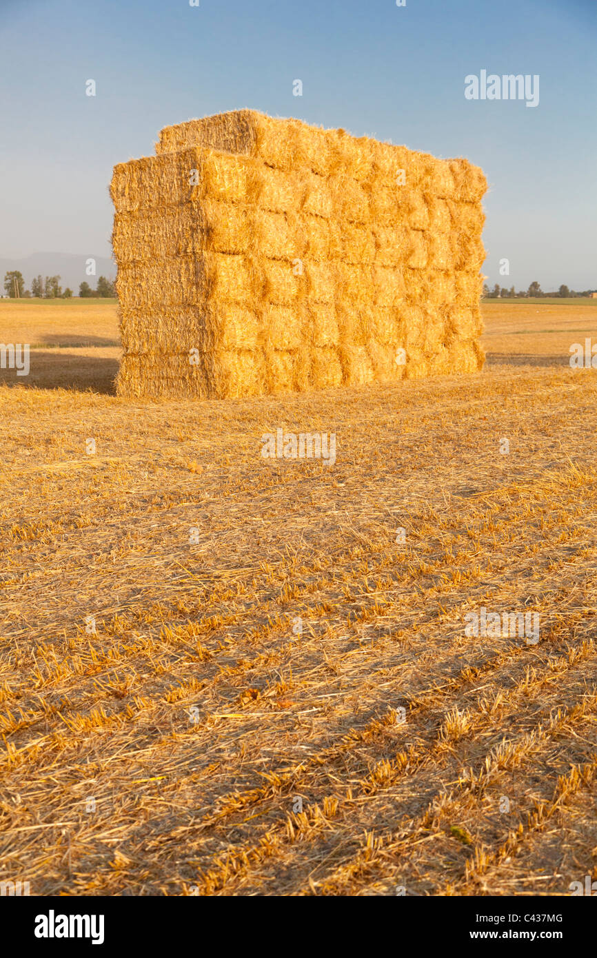 Hay stack in field in Willamette Valley Oregon USA Stock Photo - Alamy