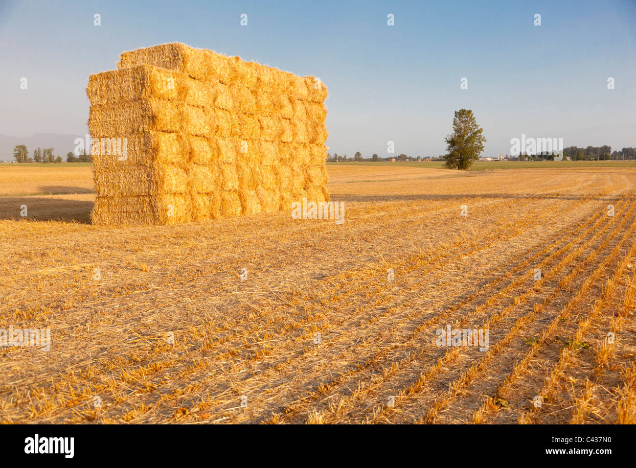 Hay stack in field in Willamette Valley Oregon USA Stock Photo - Alamy