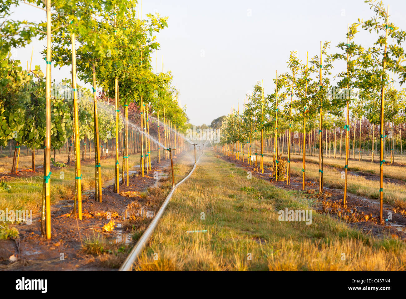 Spray irrigation in Willamette Valley Oregon USA Stock Photo - Alamy