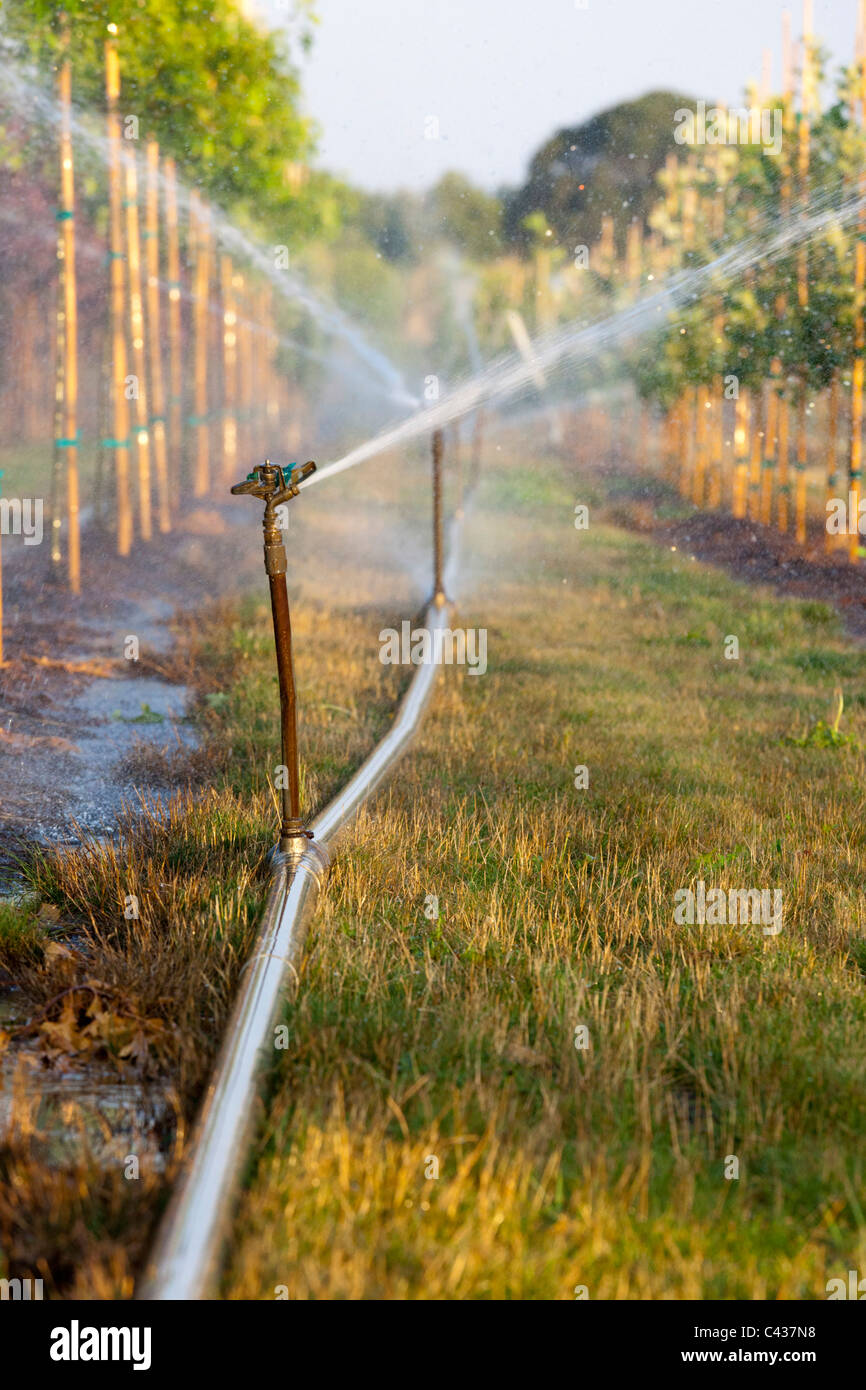 Spray irrigation in Willamette Valley Oregon USA Stock Photo - Alamy