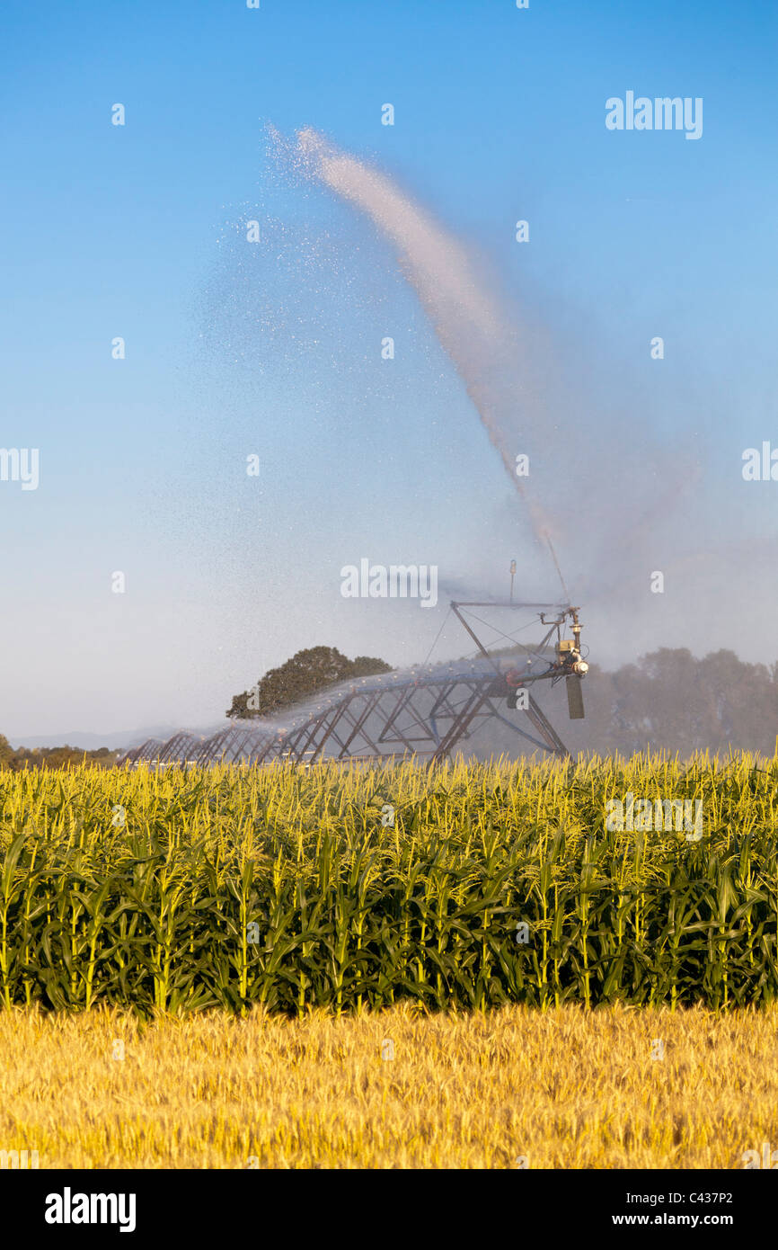 Spray irrigation in Willamette Valley Oregon USA Stock Photo - Alamy