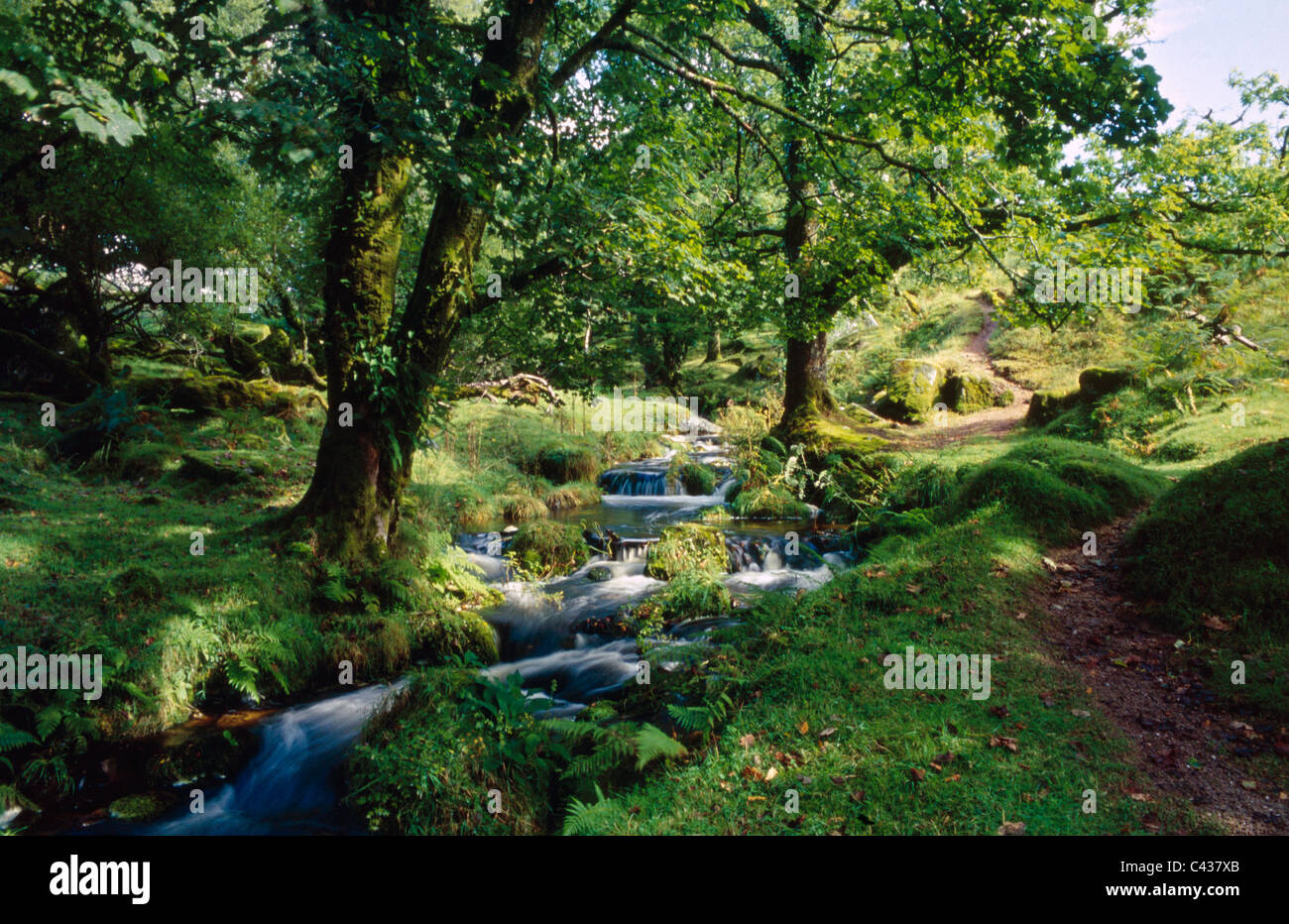 Woodland stream at Norsworthy Bridge, Burrator, Dartmoor, Devon Stock ...
