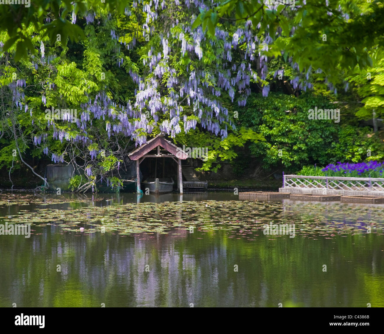 Boathouse and hanging flowers at Kyoyochi Pond at Ryoanji Temple in ...