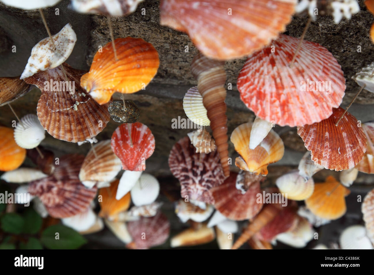 seashell ocean sea shells spiral star fish animals Stock Photo - Alamy